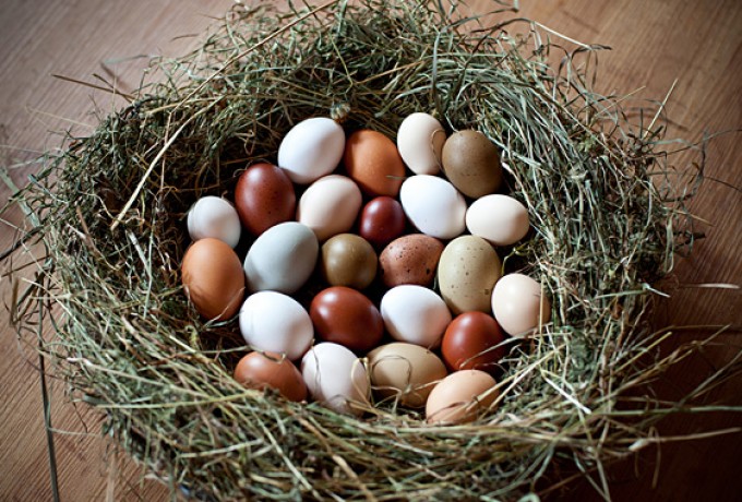 Multikulti: Tonis Hühner legen bunte Eier | dolomitenstadt