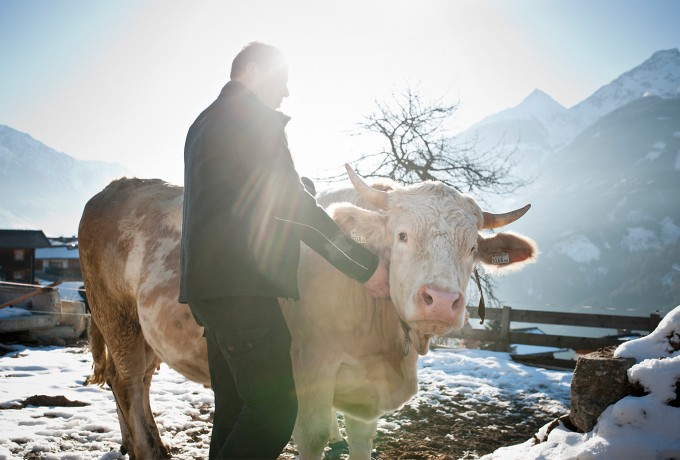 Der Ochse im Paradies | dolomitenstadt
