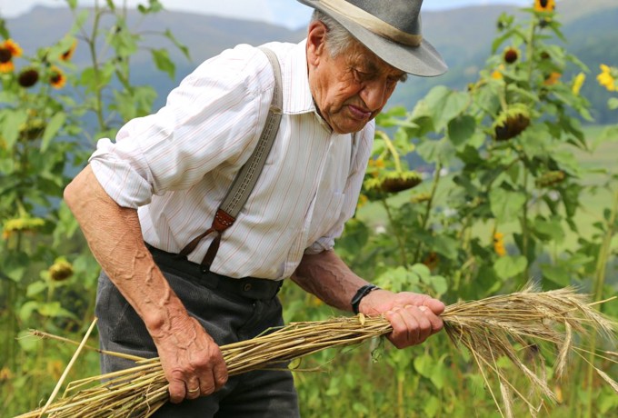 Über verkehrtes Getreide und echte Garben | dolomitenstadt