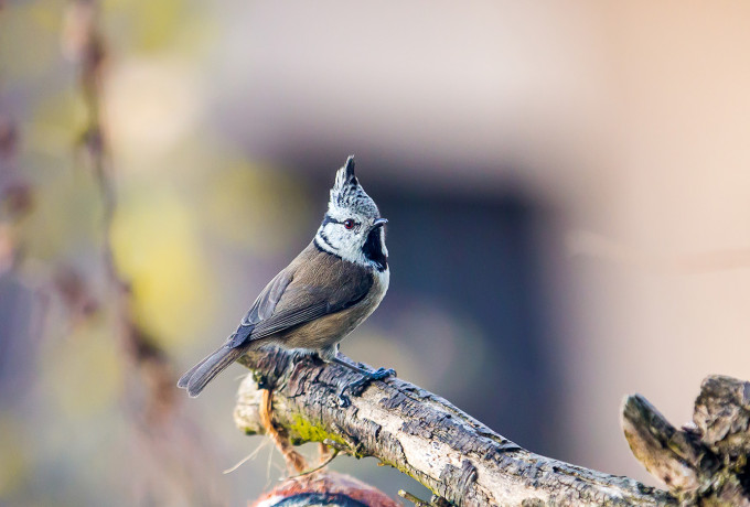 BirdLife ruft zur „Stunde der Wintervögel“ auf | dolomitenstadt