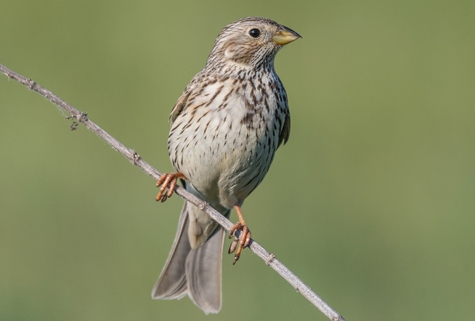 Hälfte aller Feld- und Wiesenvögel verschwunden | dolomitenstadt