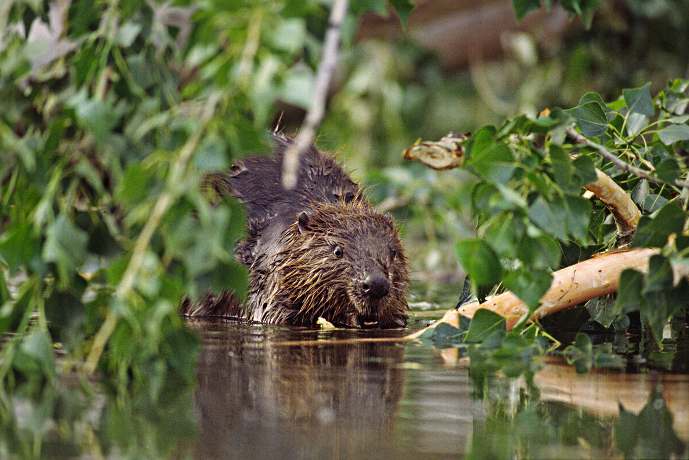 Biber: tierischer Bauingenieur und Umweltschützer | dolomitenstadt