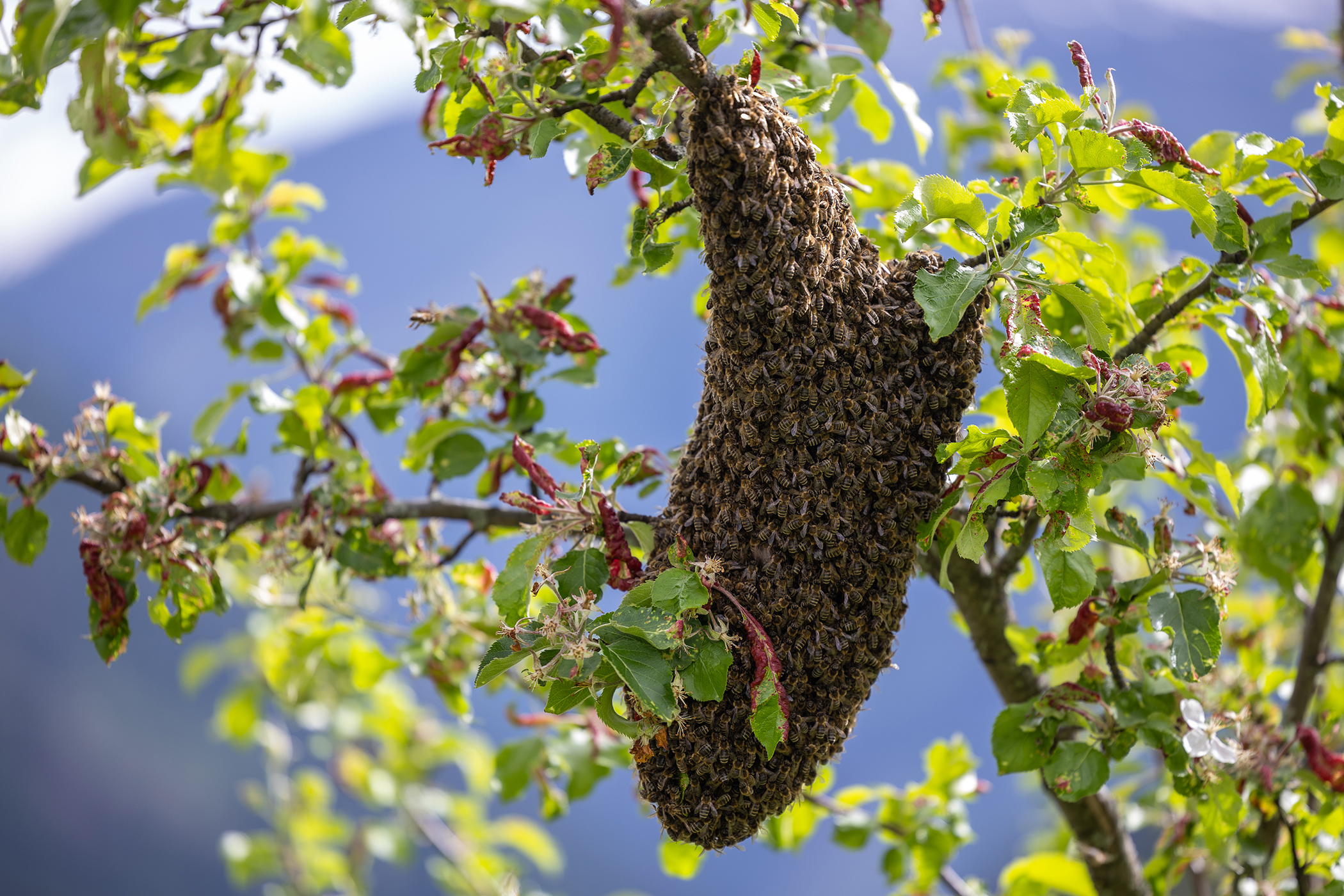 Warum Osttirols Bienen viel mehr Honig produzieren… | dolomitenstadt